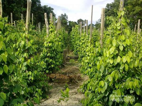 - KABUPATEN KAPUAS HULU